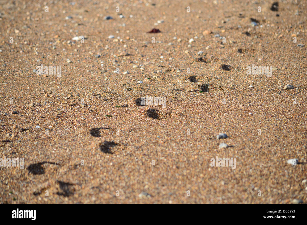 Sand foot print prints hi-res stock photography and images - Alamy
