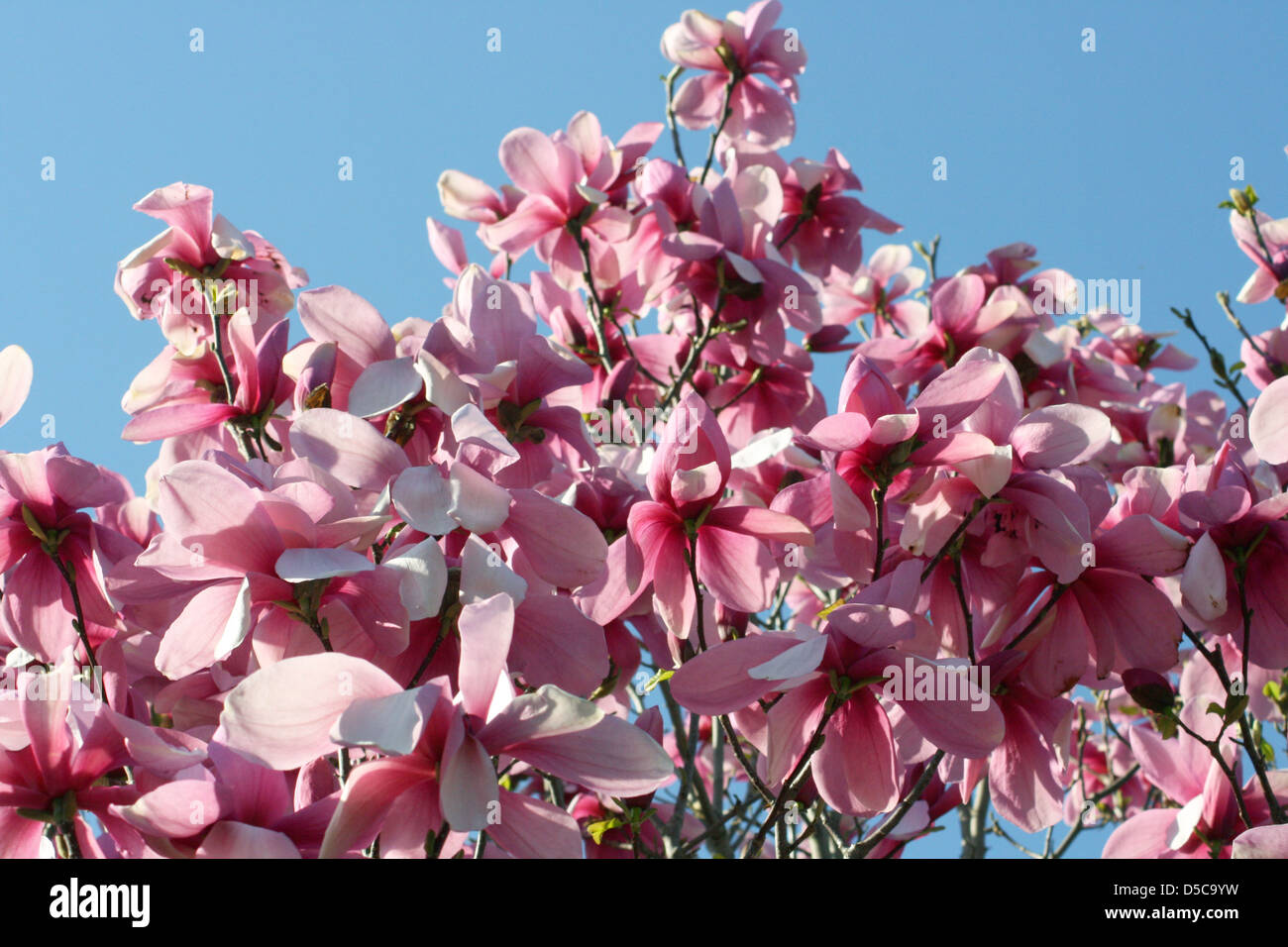Mahogany tree flower hi-res stock photography and images - Alamy