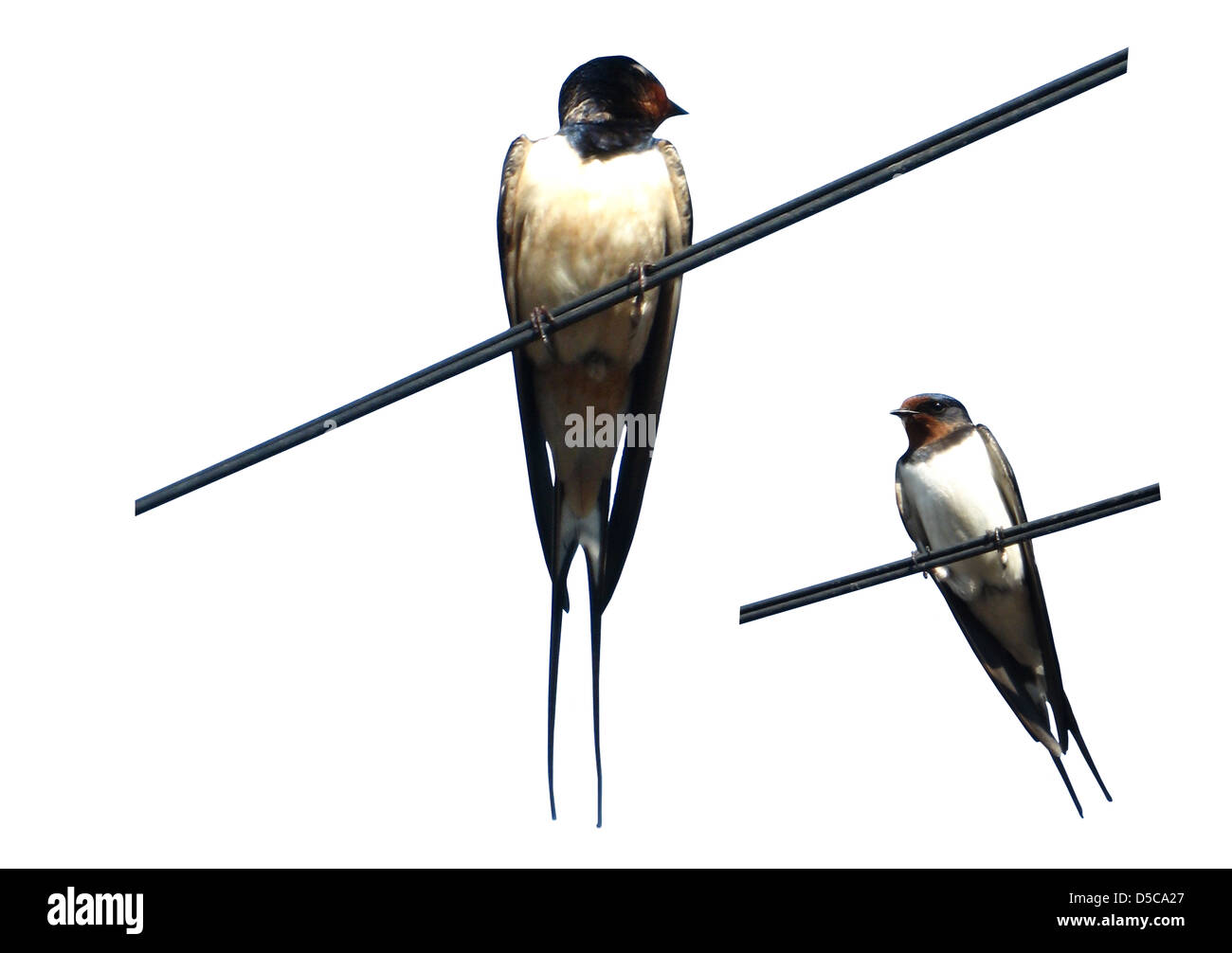 Swallow bird flight Cut Out Stock Images & Pictures - Alamy