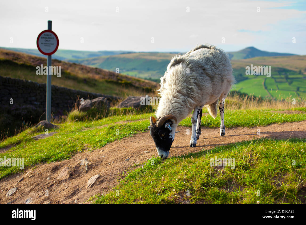 England, Staffordshire, Peak District National Park. Sheep grazing near ...