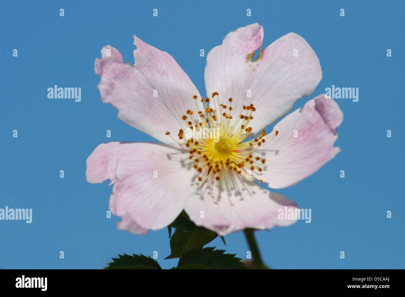 Wild Dog Rose Stock Photos & Wild Dog Rose Stock Images - Alamy
