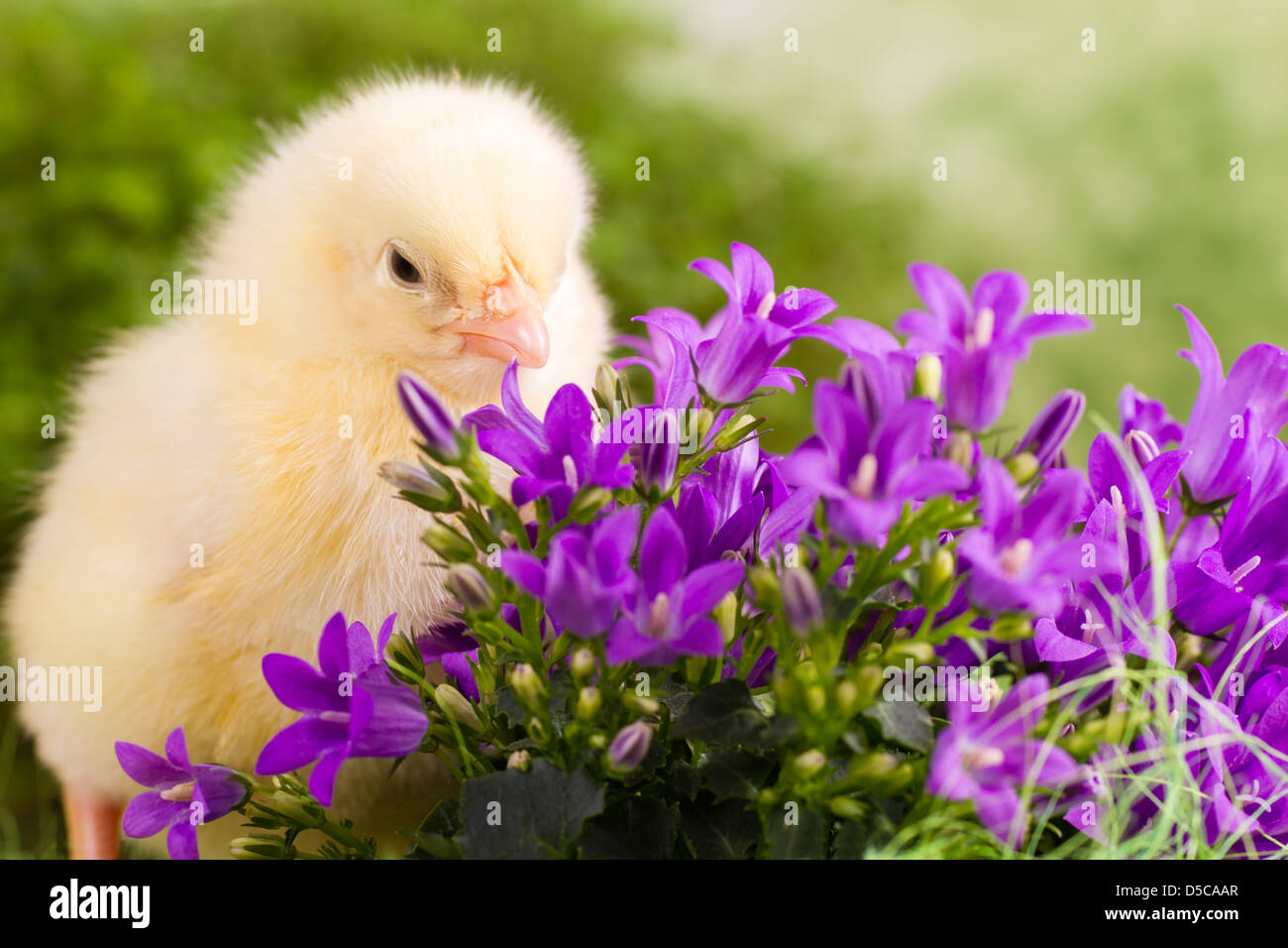 Beautiful little chicken with flowers Stock Photo - Alamy