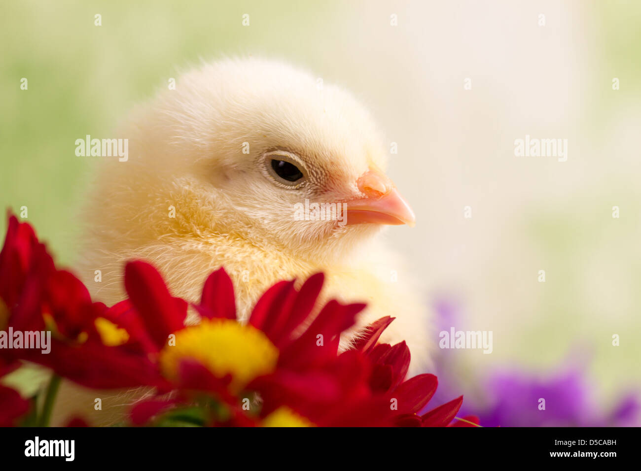 Beautiful little chicken with flowers Stock Photo - Alamy