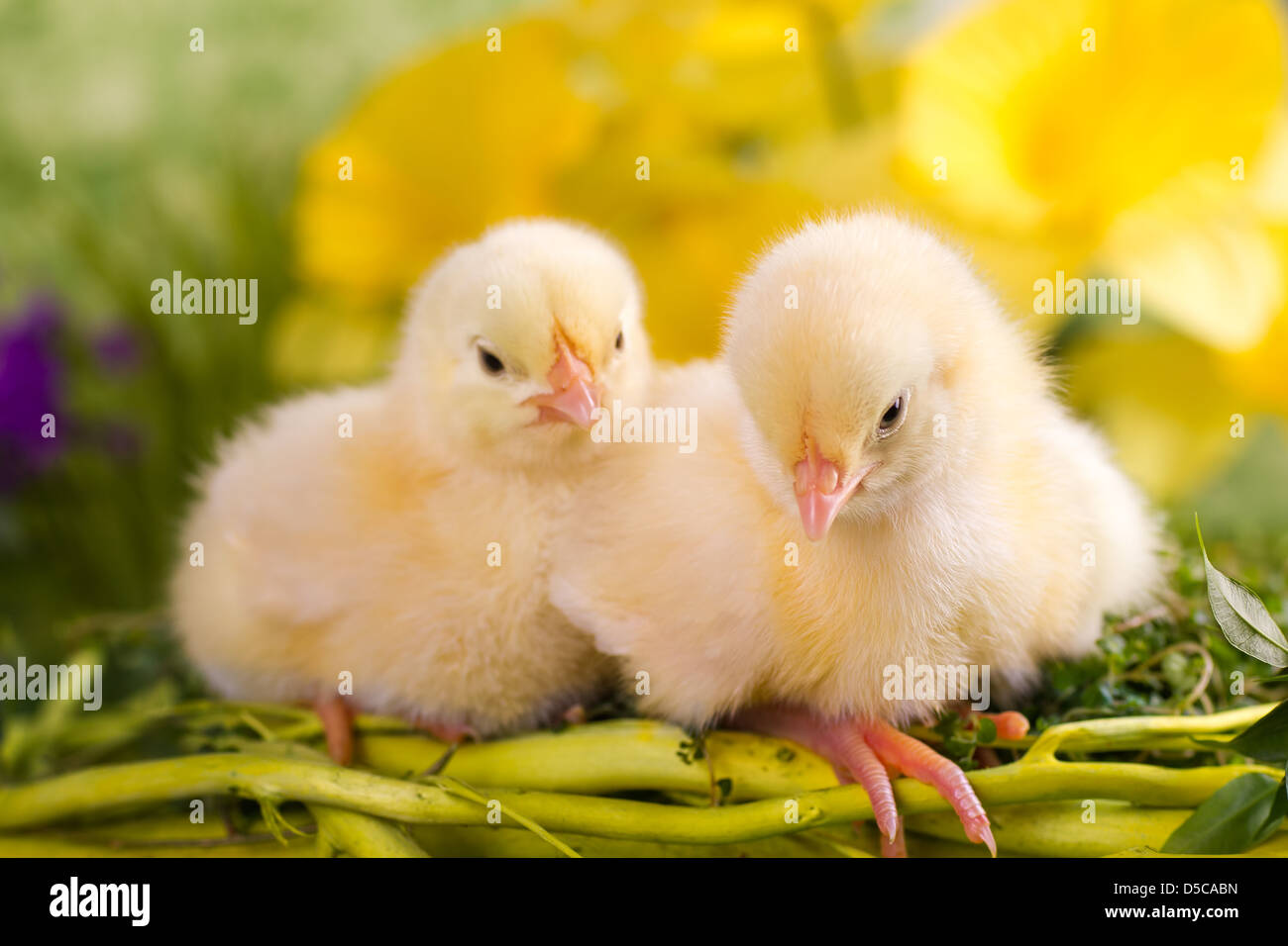 Beautiful little chicken on green background Stock Photo - Alamy