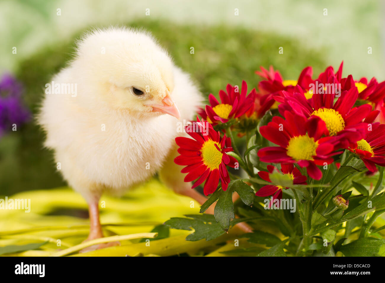 Beautiful little chicken with flowers Stock Photo - Alamy