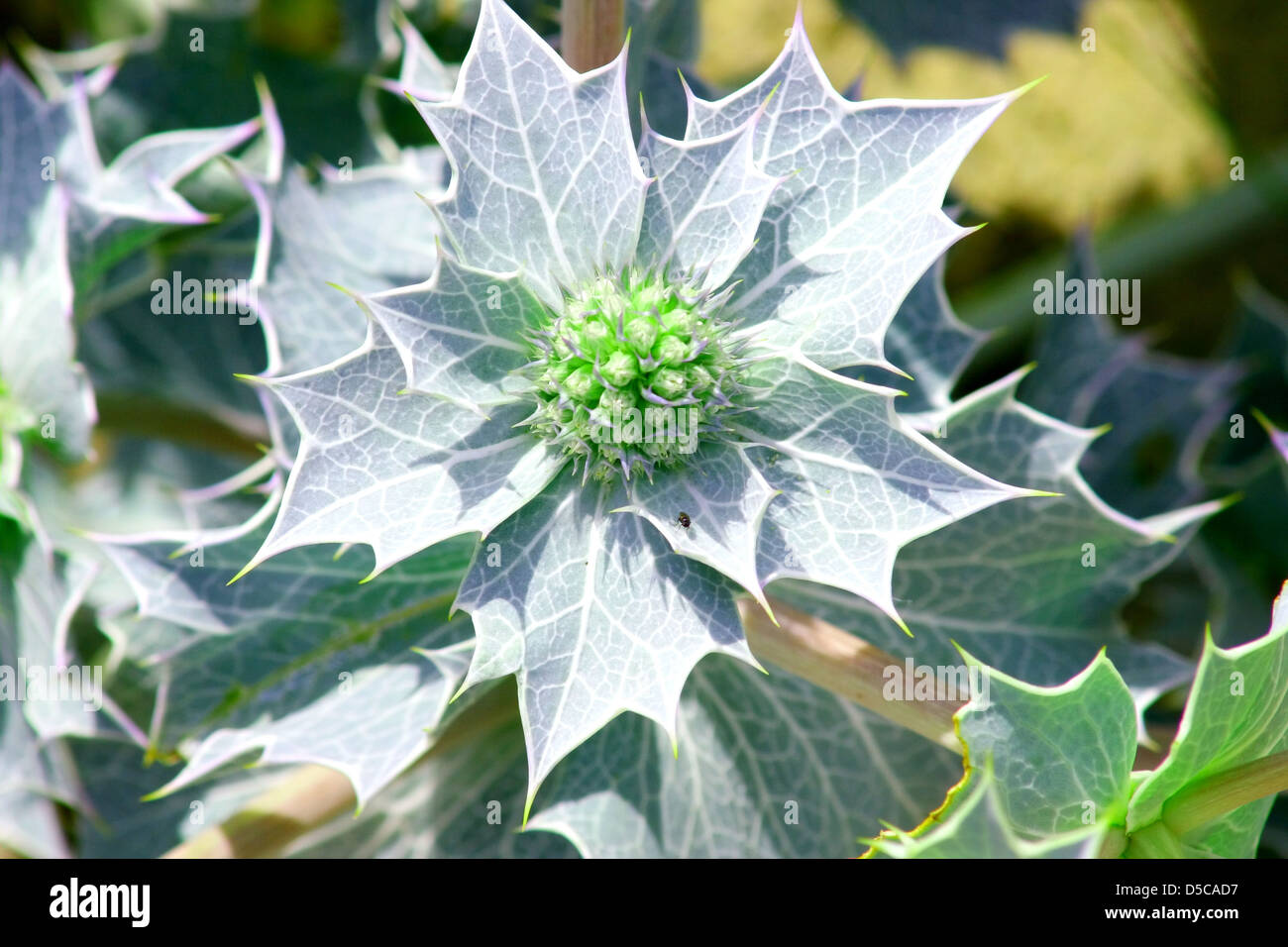 beach thistle "Eryngium maritimum Stock Photo - Alamy