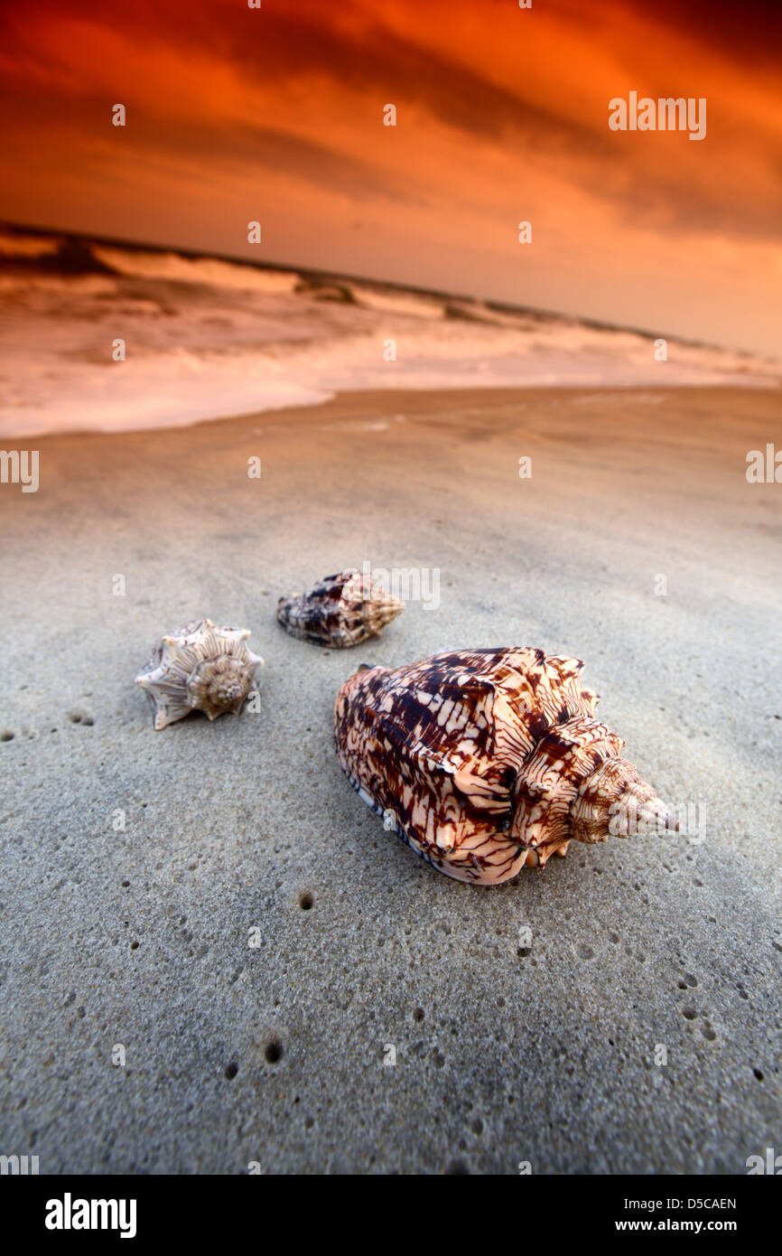 shell on sand under sunset sky Stock Photo - Alamy