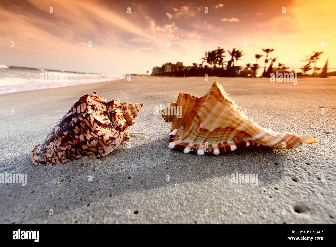 shell on sand under sunset sky Stock Photo - Alamy
