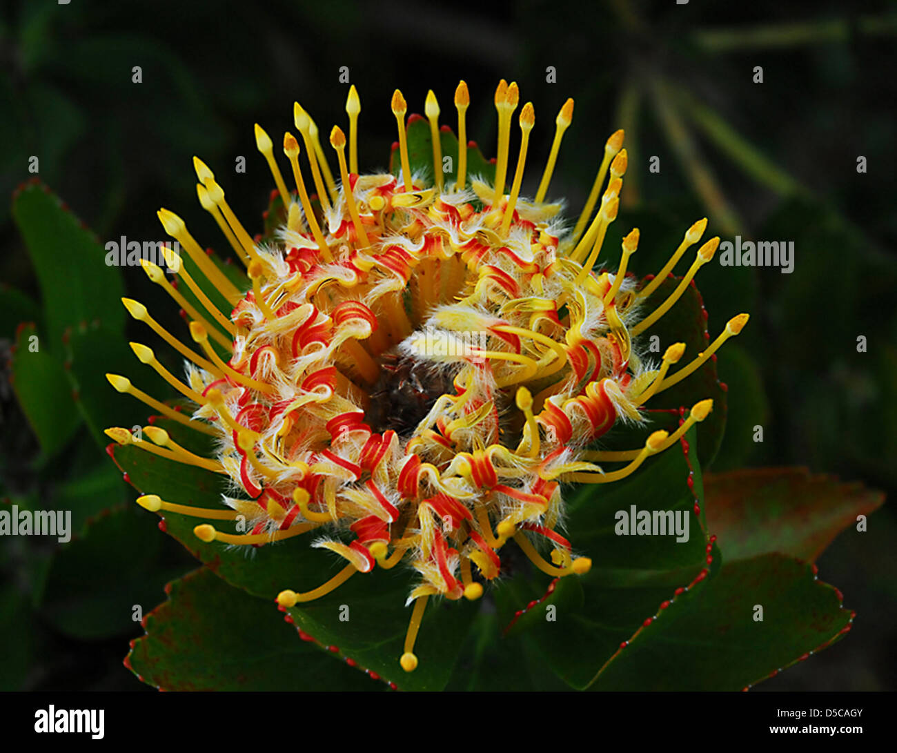 Veld fire hi-res stock photography and images - Alamy