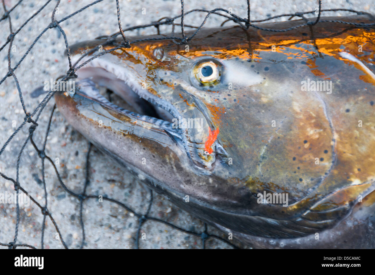 Hook in mouth hi-res stock photography and images - Alamy