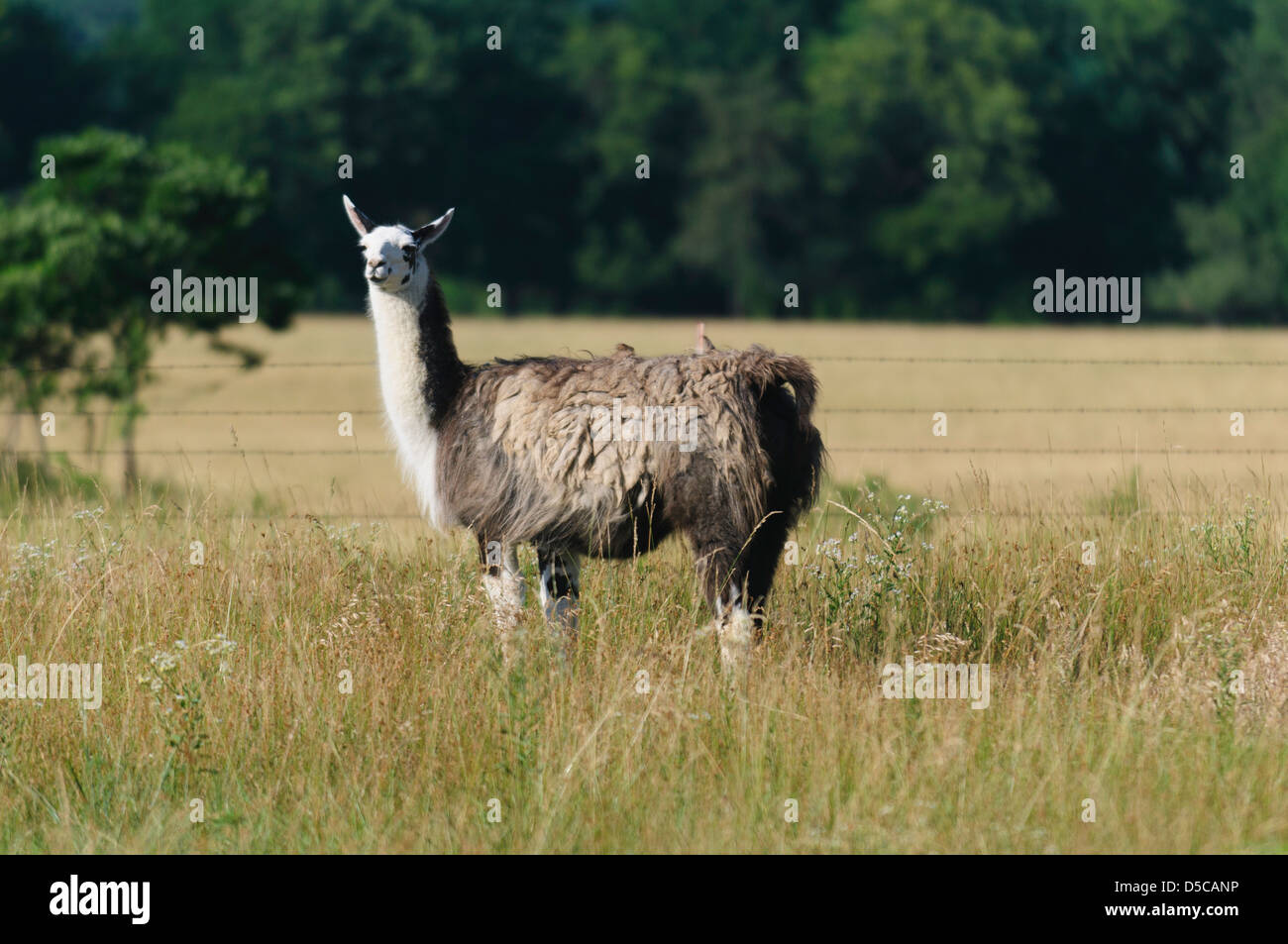 Llama standing in pasture Stock Photo - Alamy