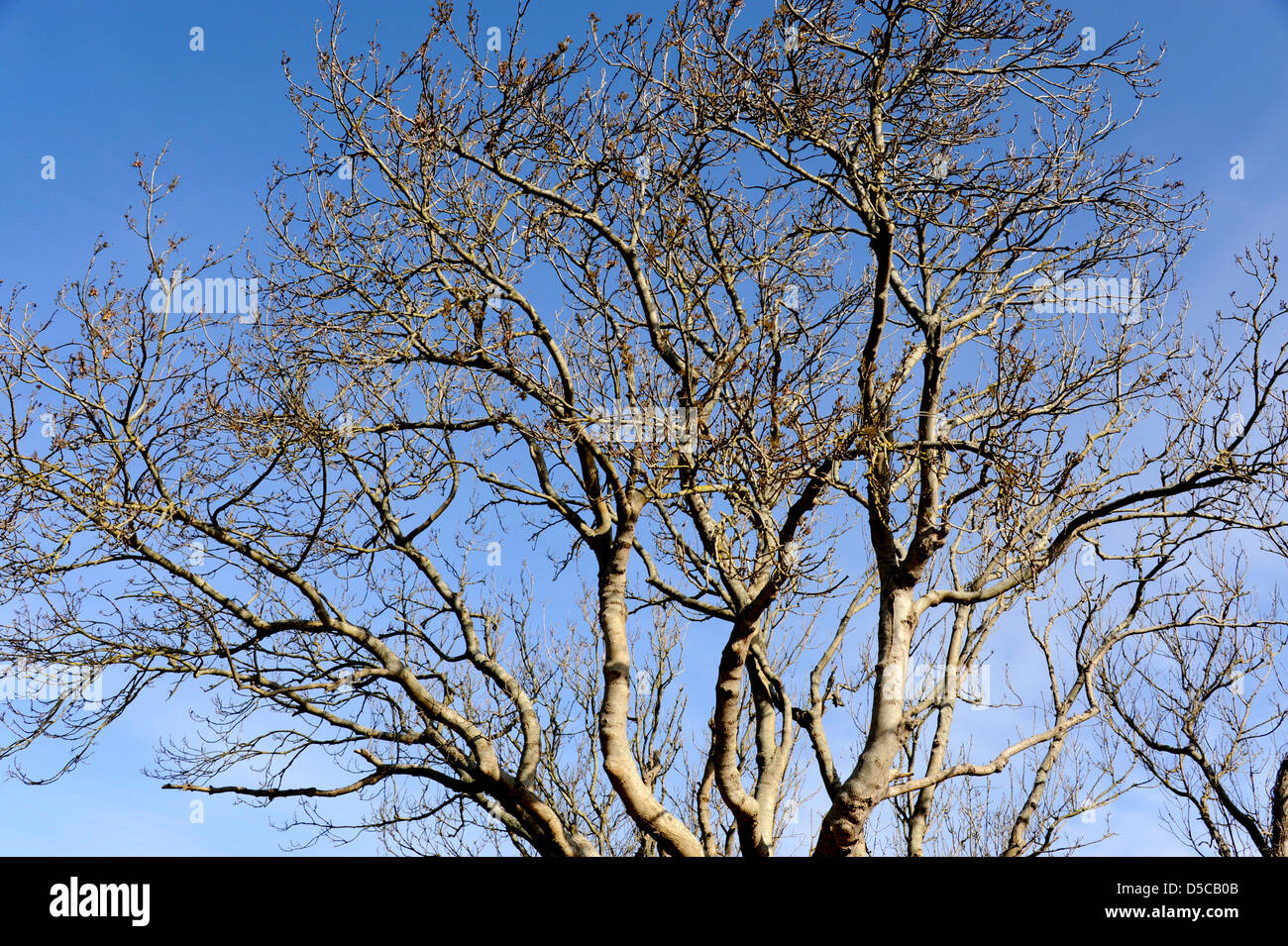 Tree in Spring, France Stock Photo - Alamy