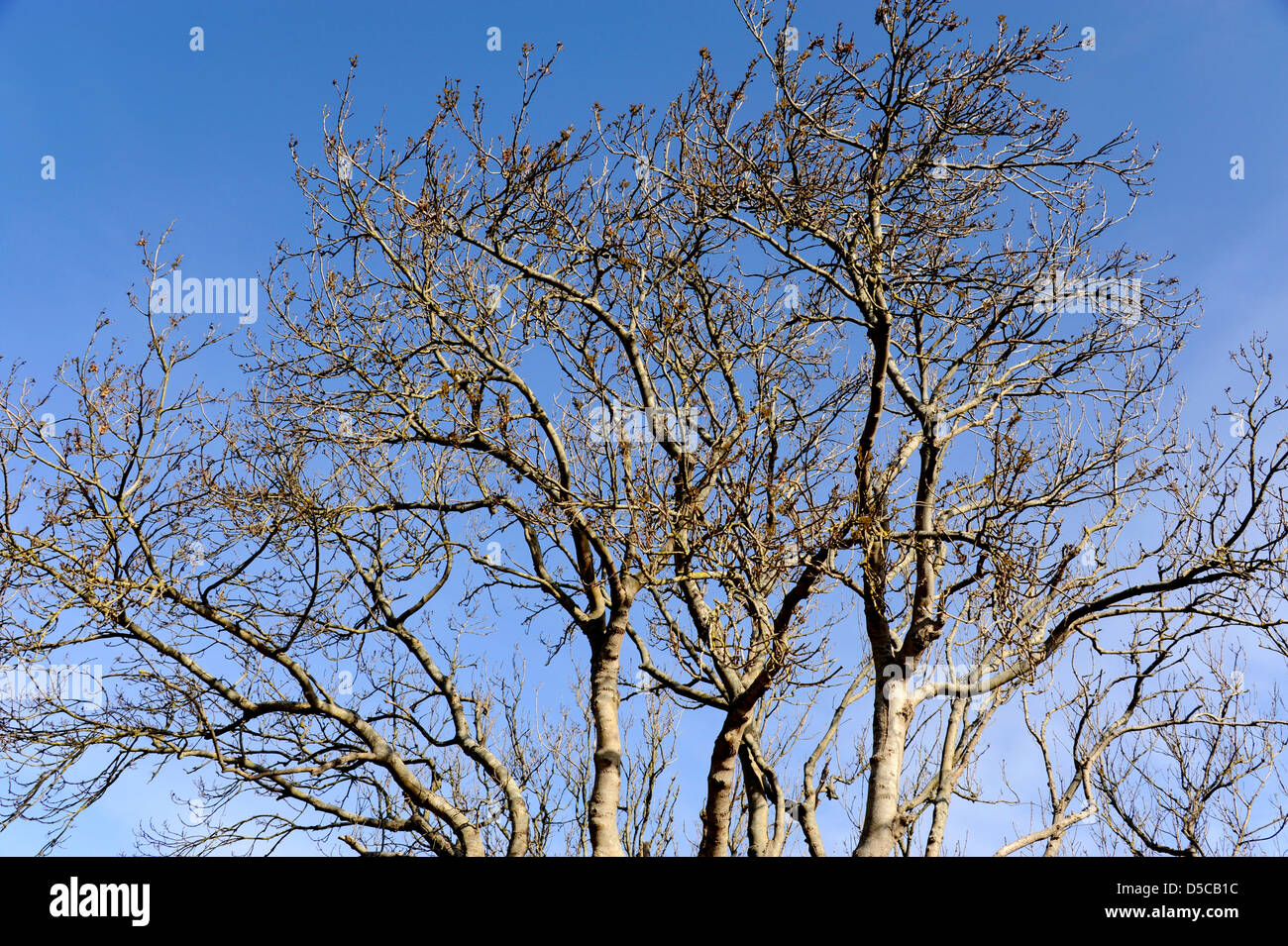 Tree in Spring, France Stock Photo - Alamy