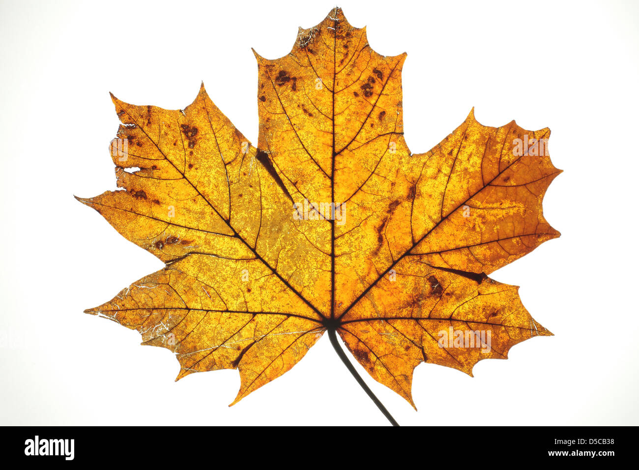 Fall autumn decay plants hi-res stock photography and images - Alamy