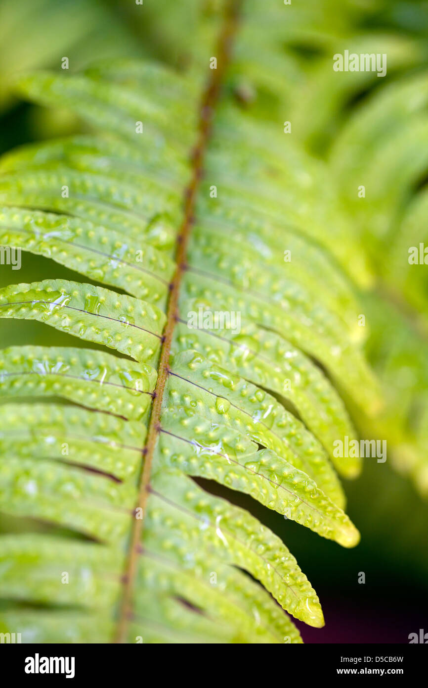 Fern Leaf Fronds with Water Droplets Stock Photo - Alamy