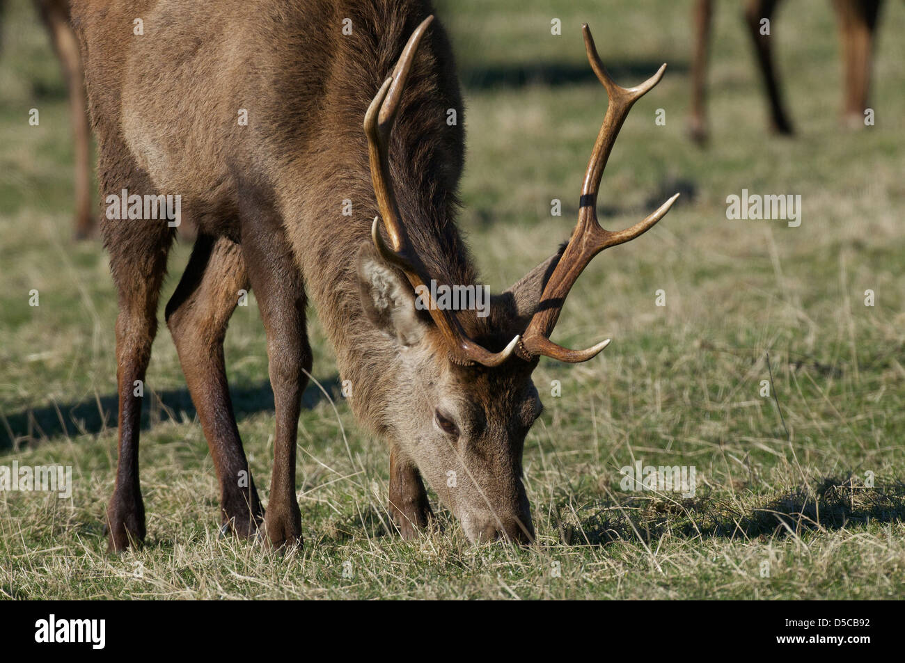 Red Deer Eating Grass Knoydart, Scotland Stock Photo - Alamy