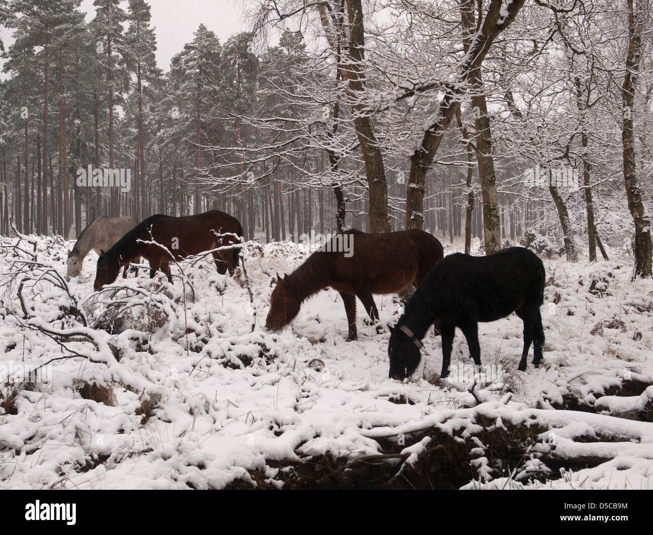 New forest national park hi-res stock photography and images - Alamy