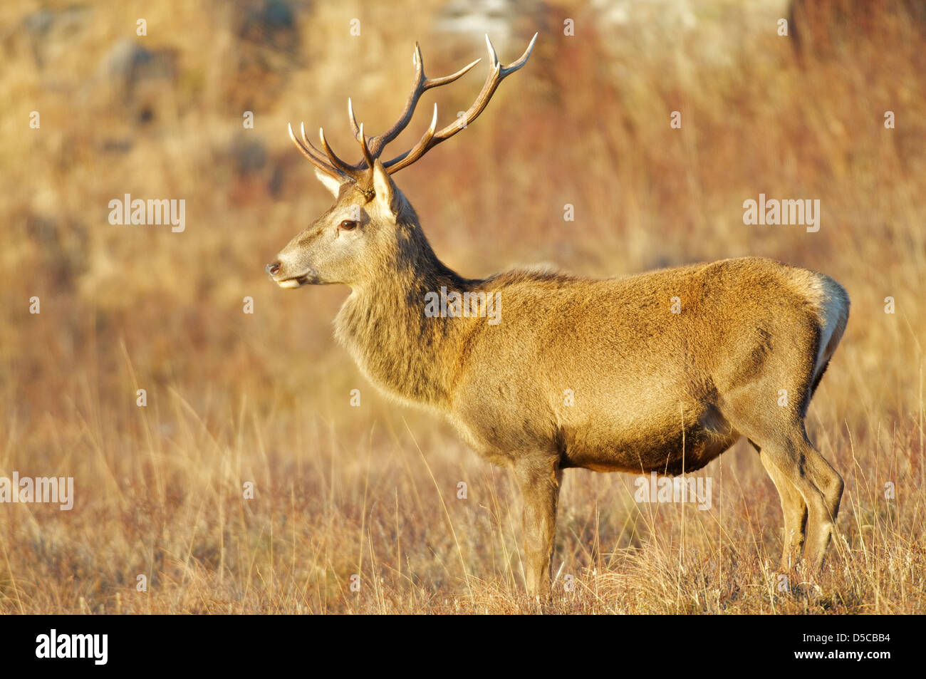 Red deer from different angles hi-res stock photography and images - Alamy