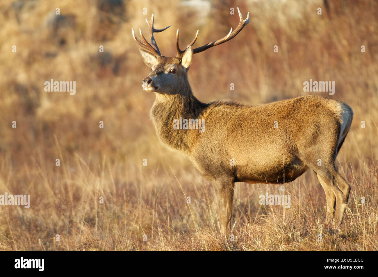 Red deer from different angles hi-res stock photography and images - Alamy