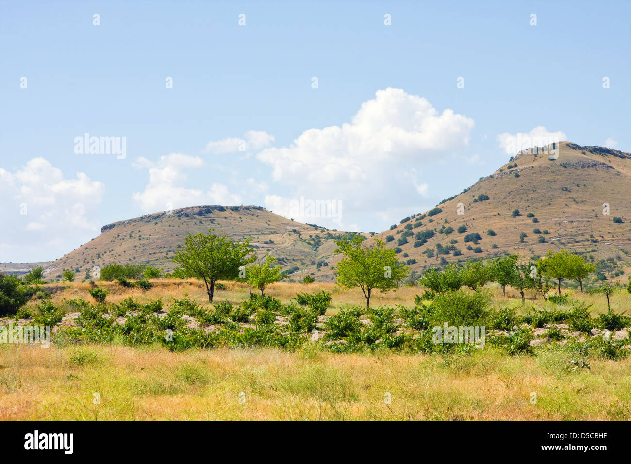 Mediterranean crop turkey hi-res stock photography and images - Alamy