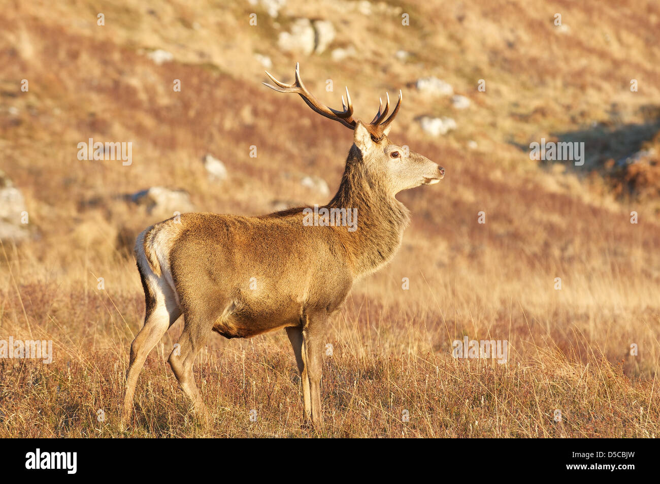 Red deer from different angles hi-res stock photography and images - Alamy