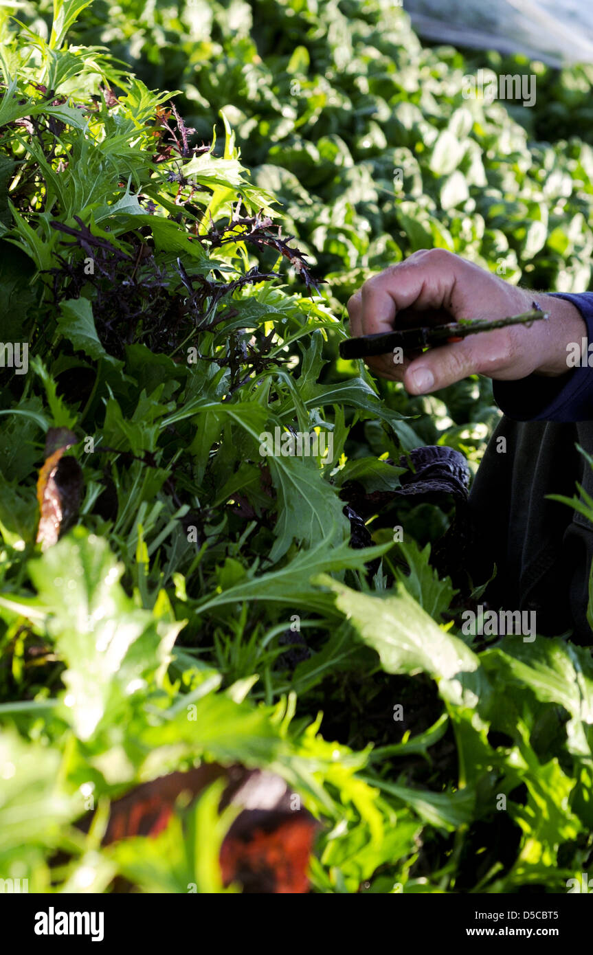 Harvesting salad spring hi-res stock photography and images - Alamy