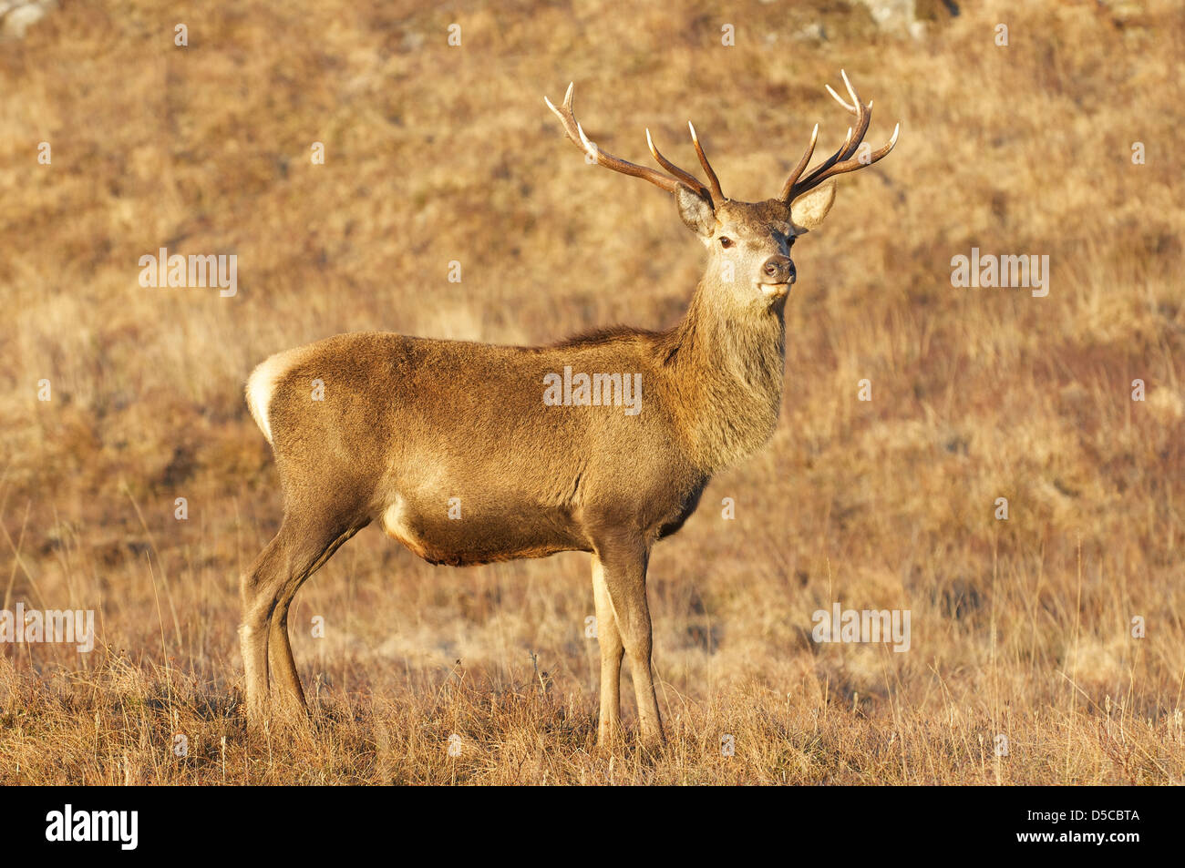 Red deer from different angles hi-res stock photography and images - Alamy