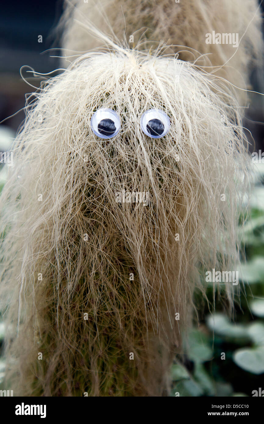 Funny cactus hi-res stock photography and images - Alamy