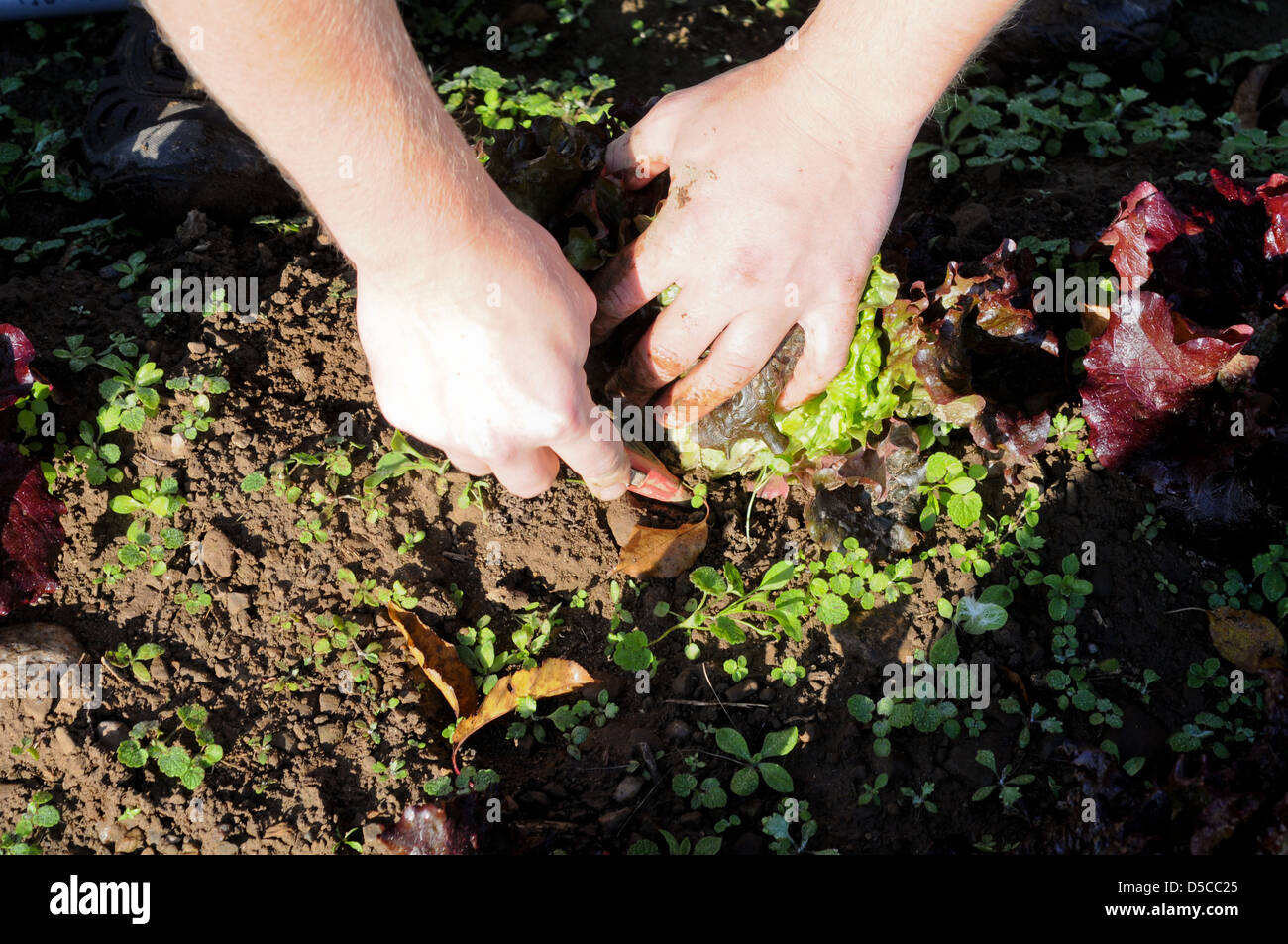 Harvesting salad spring hi-res stock photography and images - Alamy