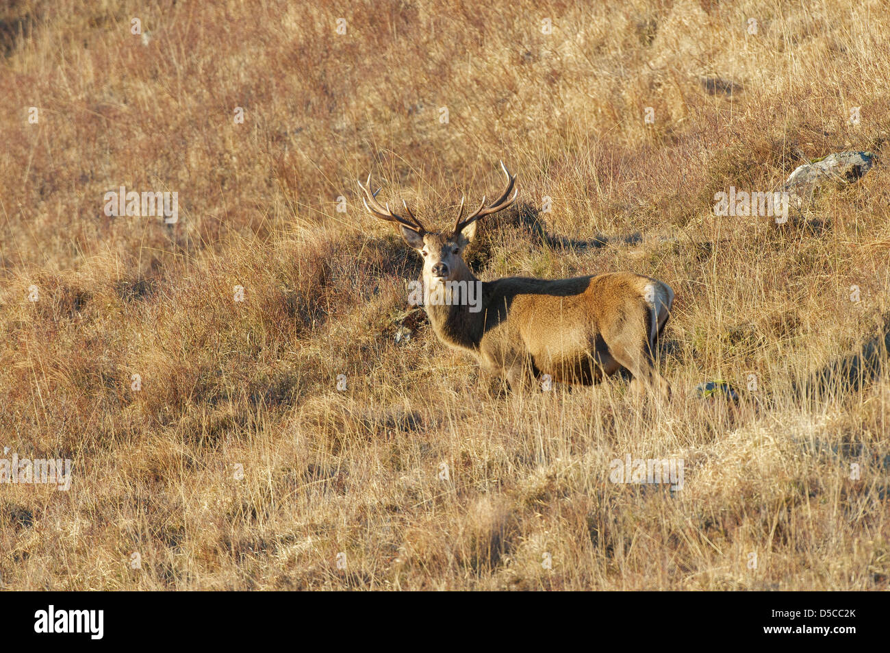 Red deer from different angles hi-res stock photography and images - Alamy