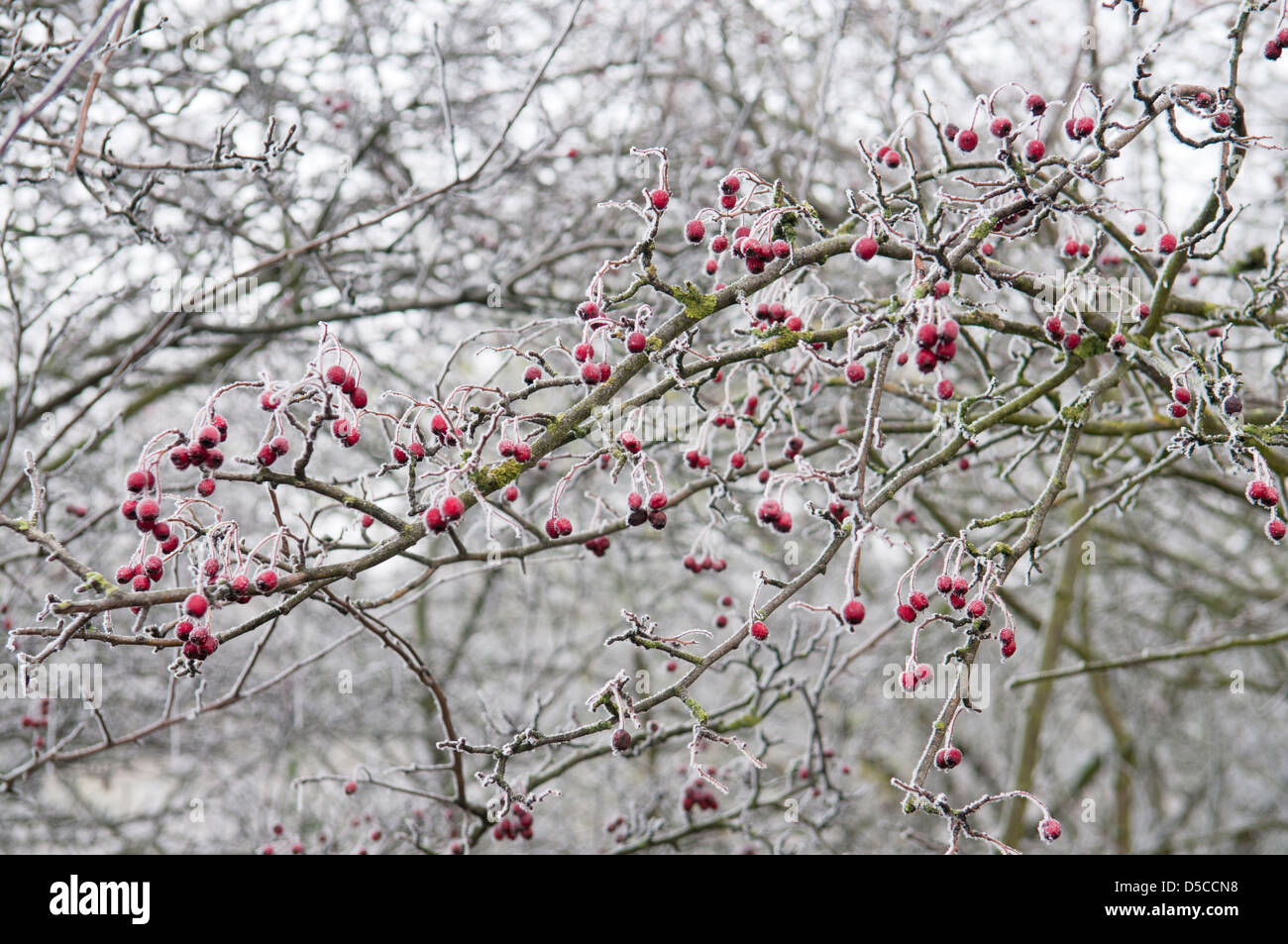 Crataegus laevigata hi-res stock photography and images - Alamy