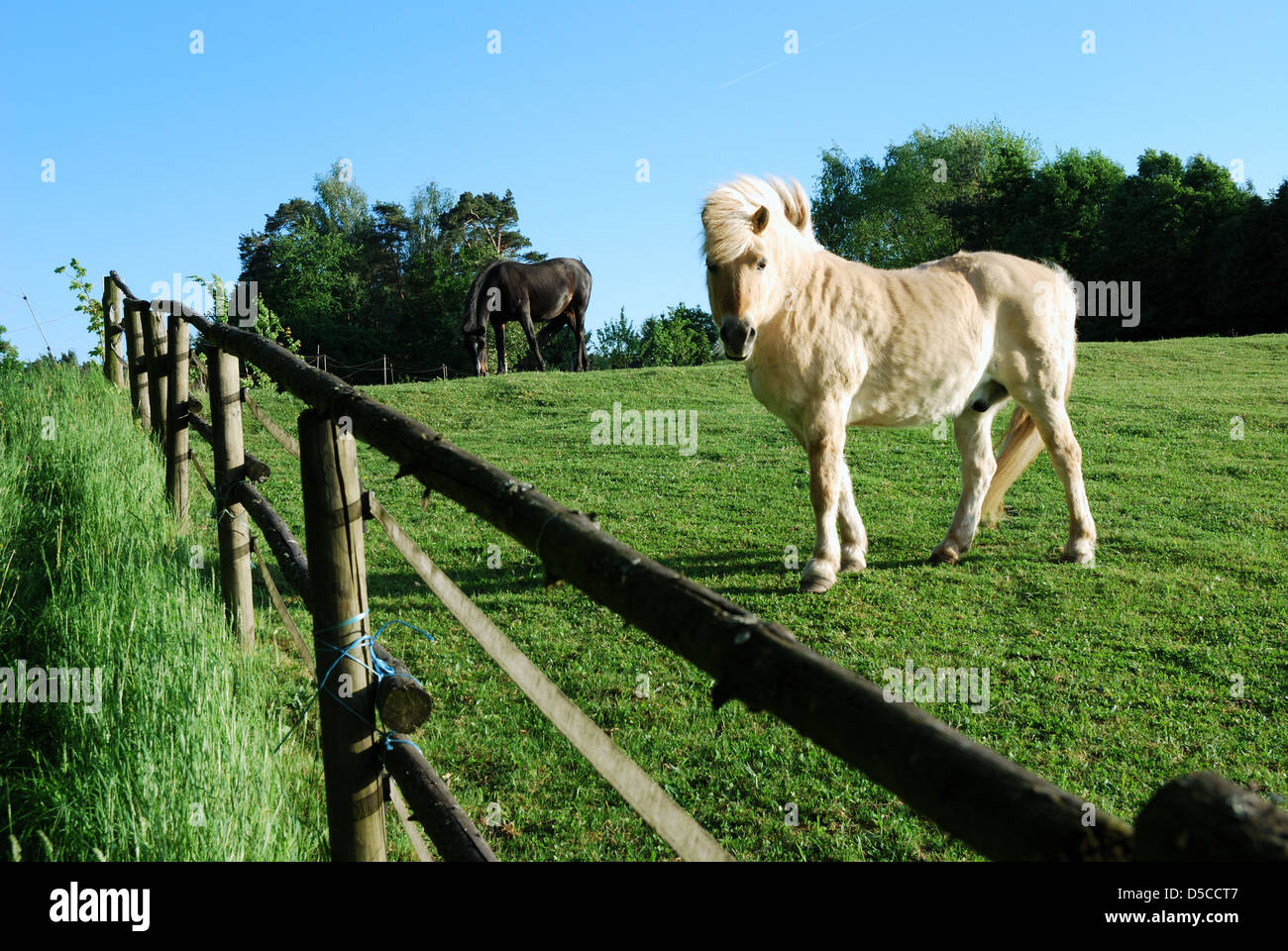 Paddock with horse hi-res stock photography and images - Alamy