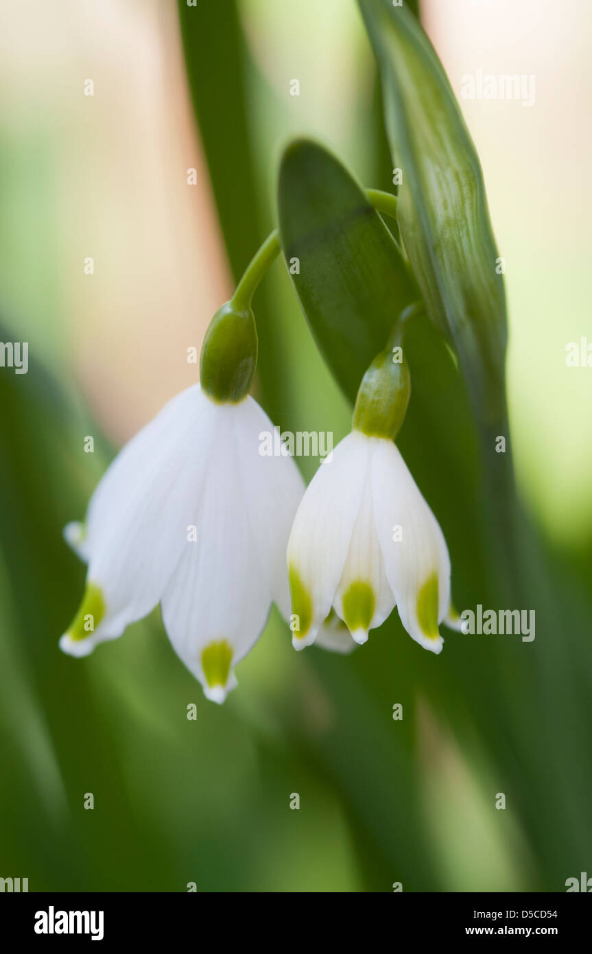 Leucojum hi-res stock photography and images - Alamy