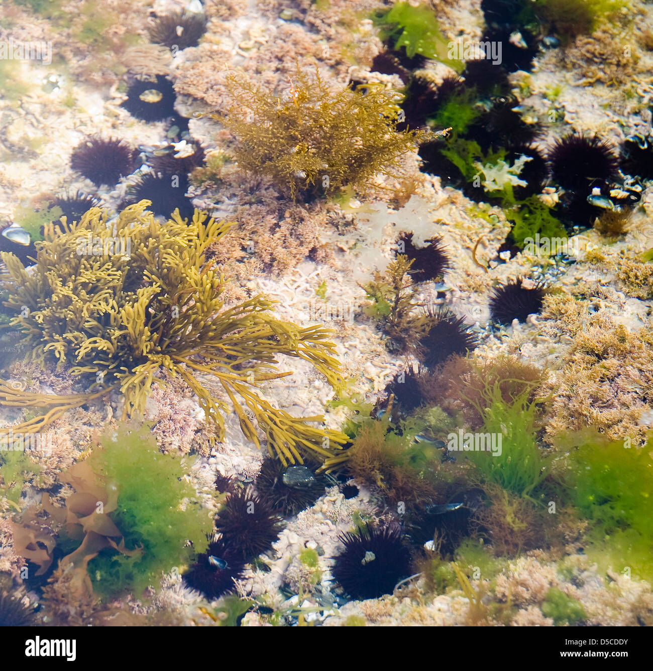 Marine life background. A beautiful background Stock Photo - Alamy