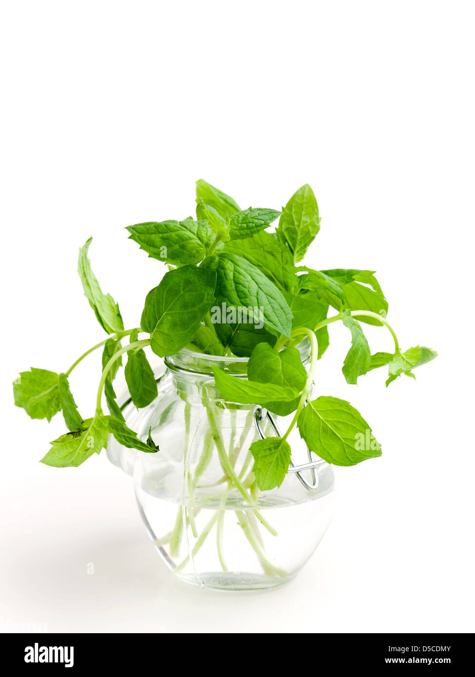 Bunch of mint branches in glass jar Stock Photo - Alamy