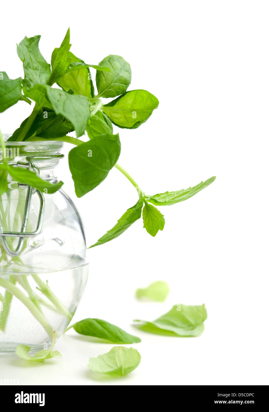 Bunch of mint hi-res stock photography and images - Alamy