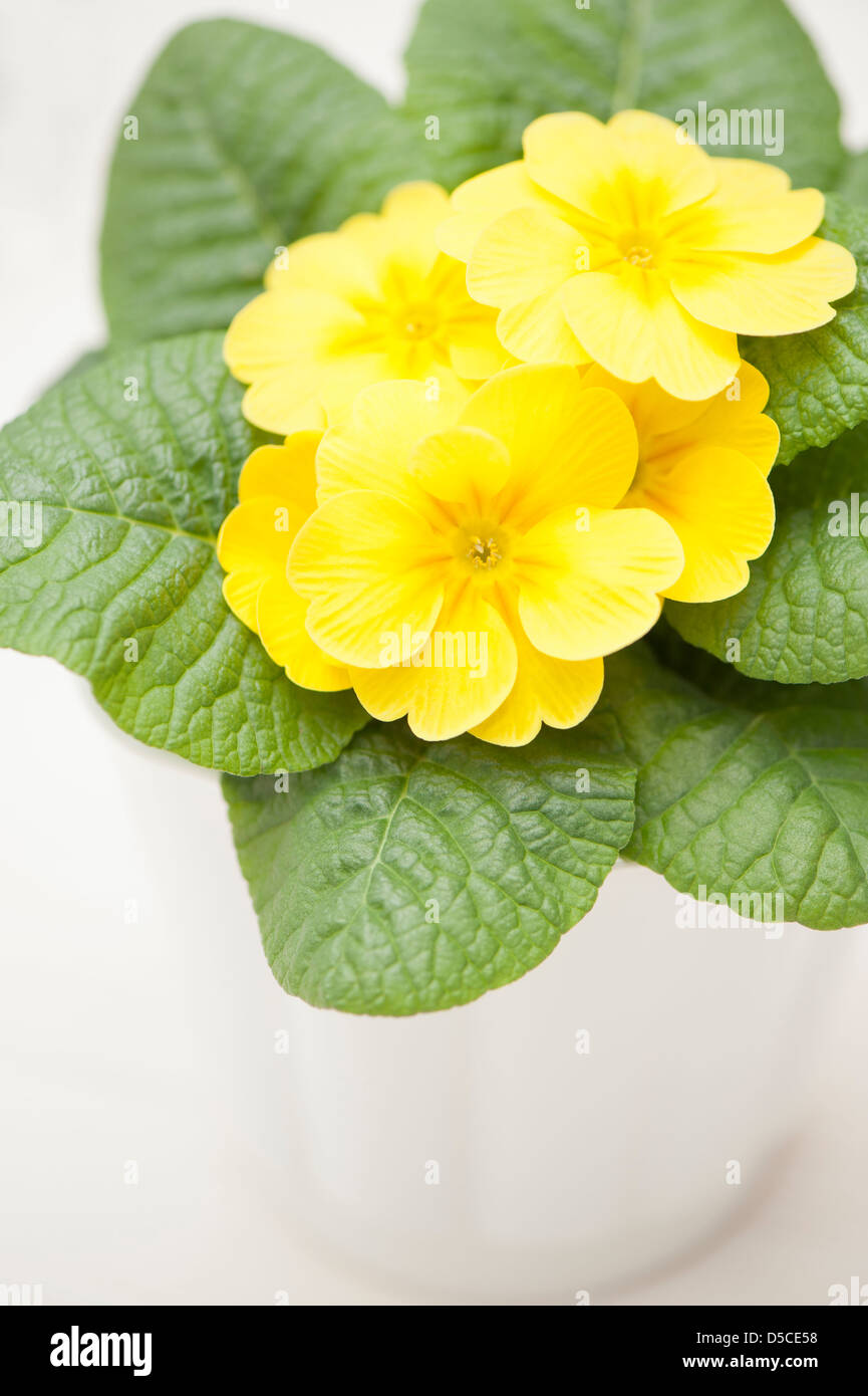 Bright yellow Primrose in a pot Stock Photo - Alamy