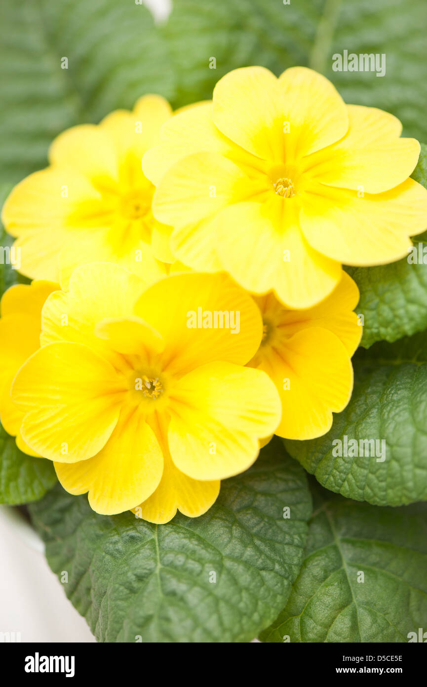 Bright yellow Primrose in a pot Stock Photo - Alamy