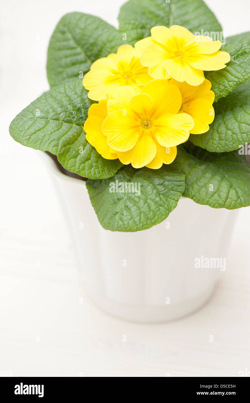 January blooms hi-res stock photography and images - Alamy