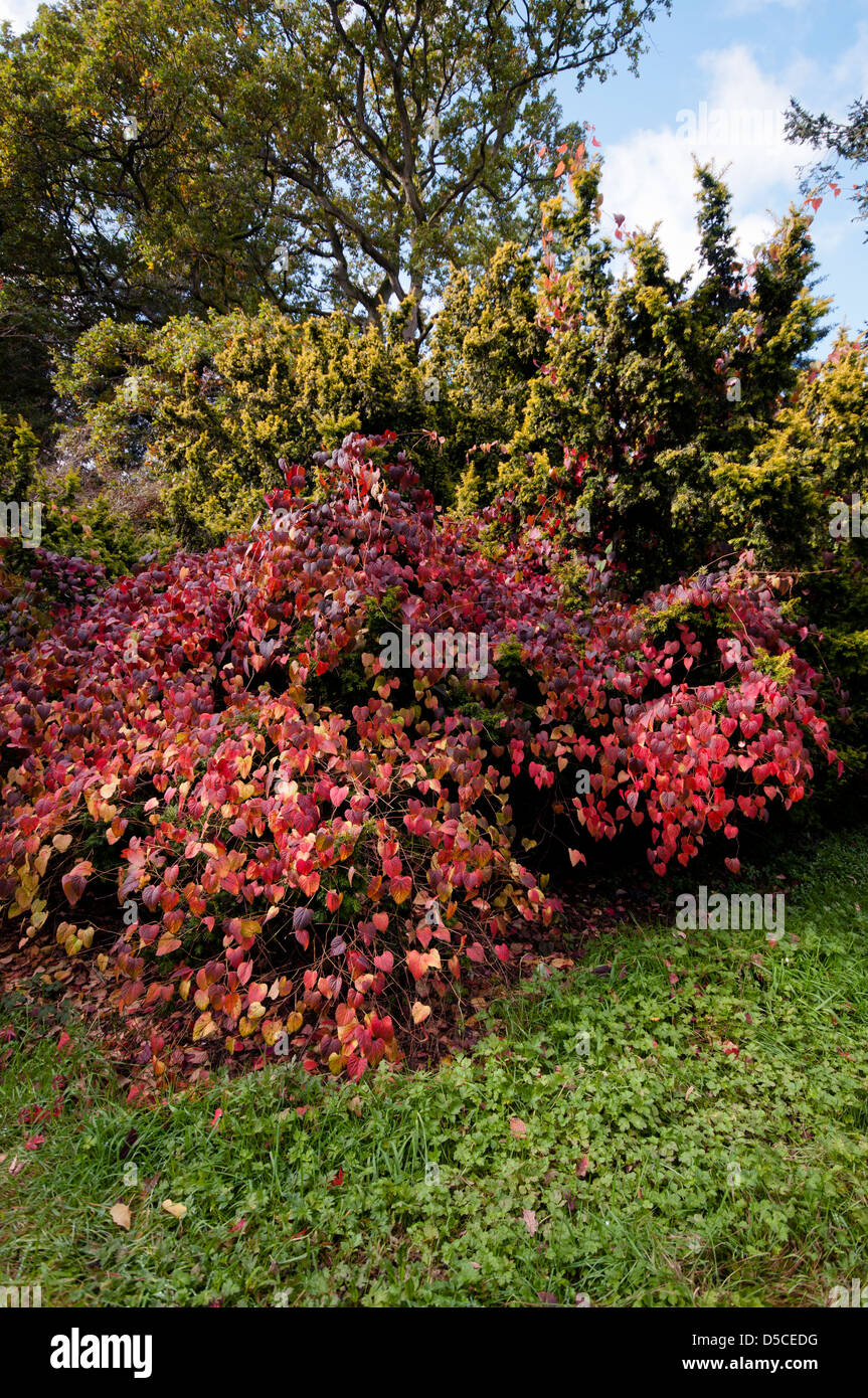 Disanthus Cercidifolius High Resolution Stock Photography and Images ...