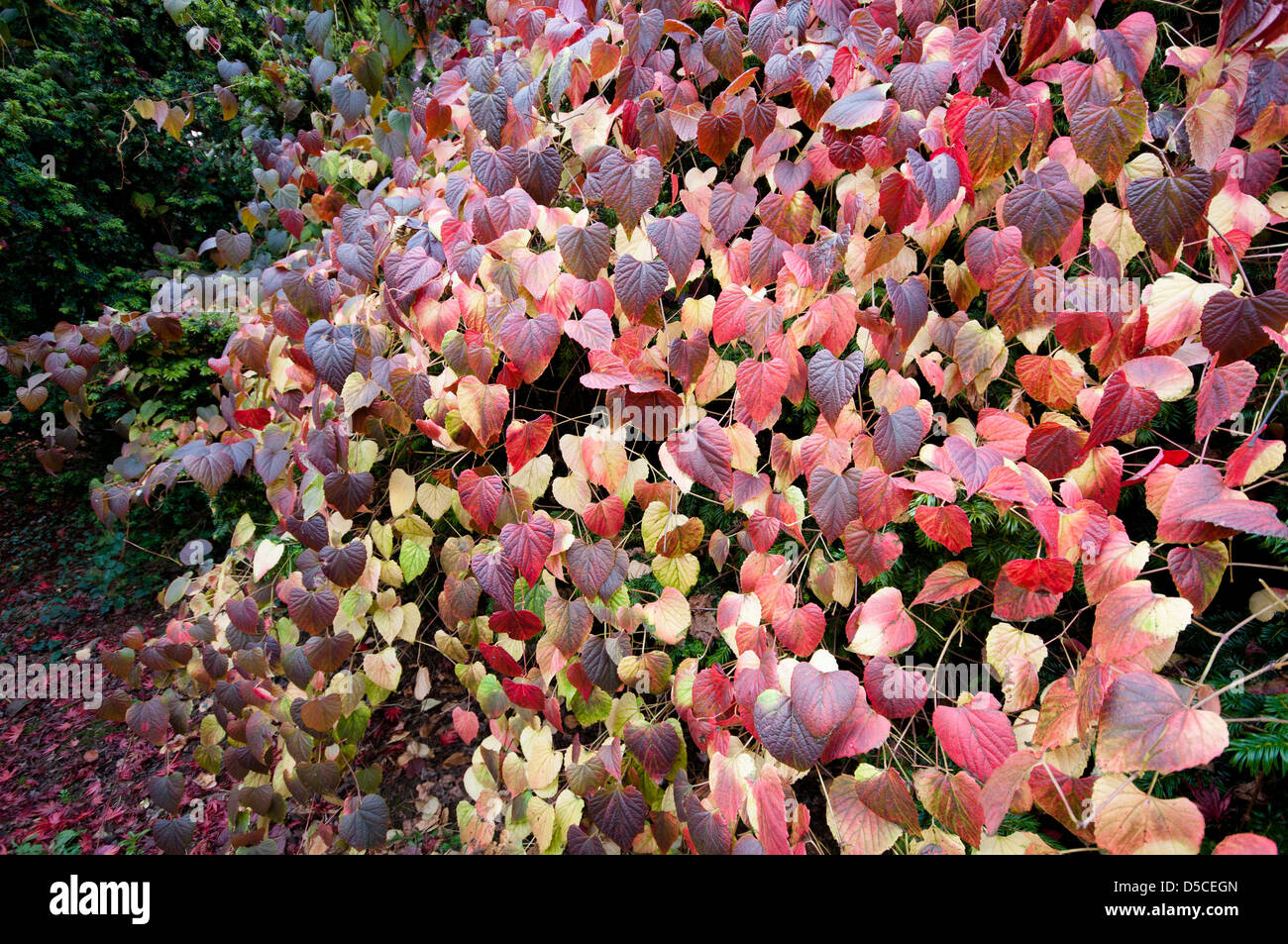 Disanthus cercidifolius hi-res stock photography and images - Alamy