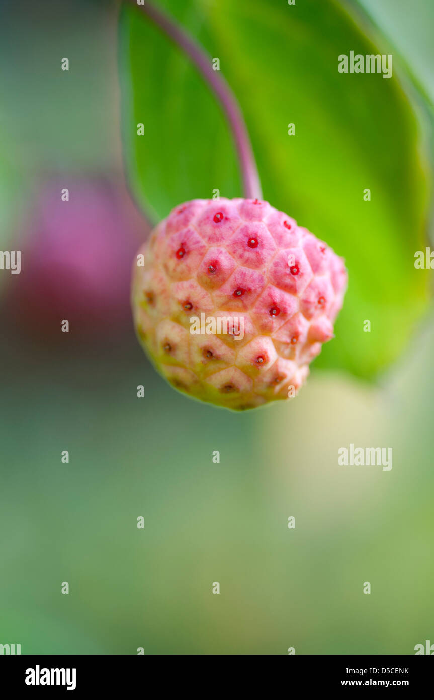 Cornus fruit hi-res stock photography and images - Alamy