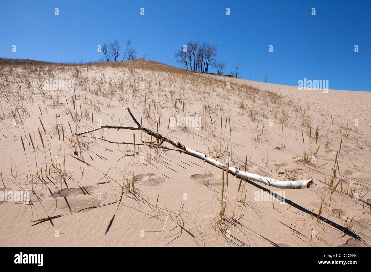 A dead tree at Sleeping Bear Dunes National Lakeshore, Michigan, USA ...