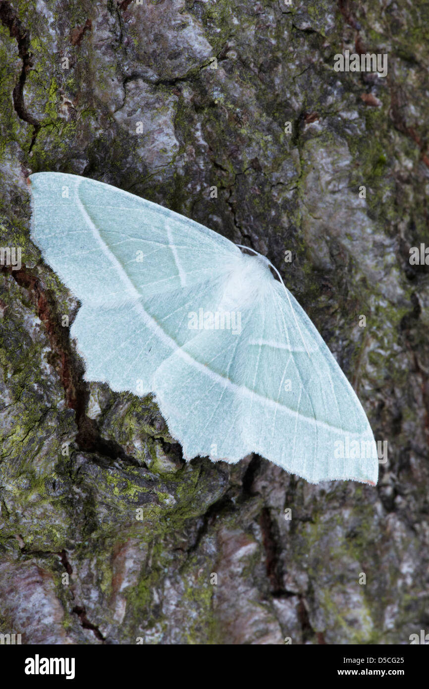 Emerald Moth High Resolution Stock Photography and Images - Alamy