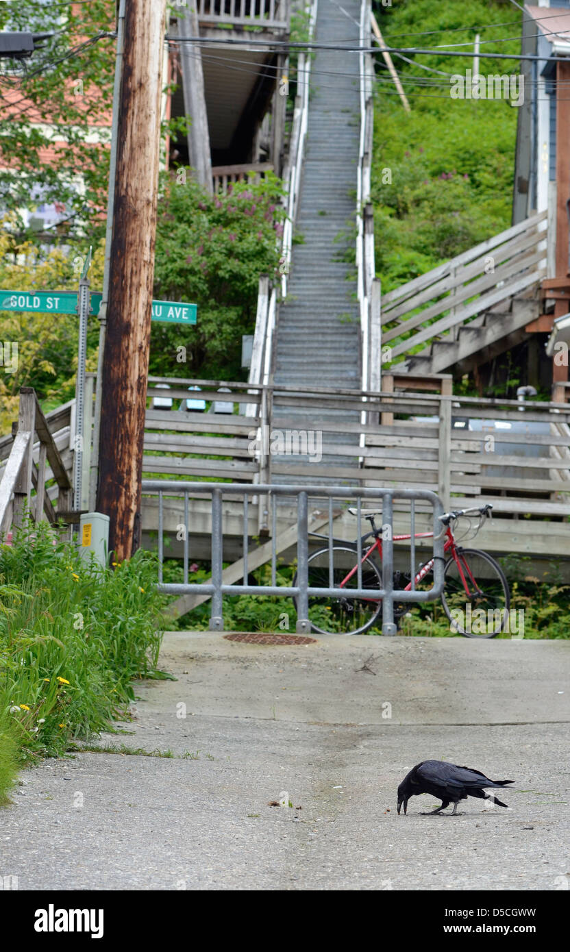 Alaska raven hi-res stock photography and images - Alamy