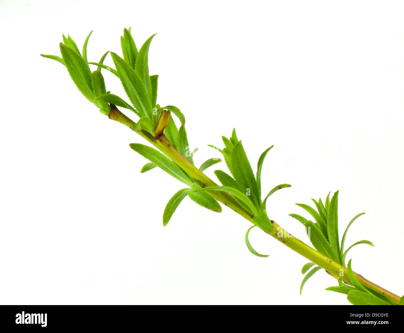 Willow branch hi-res stock photography and images - Alamy