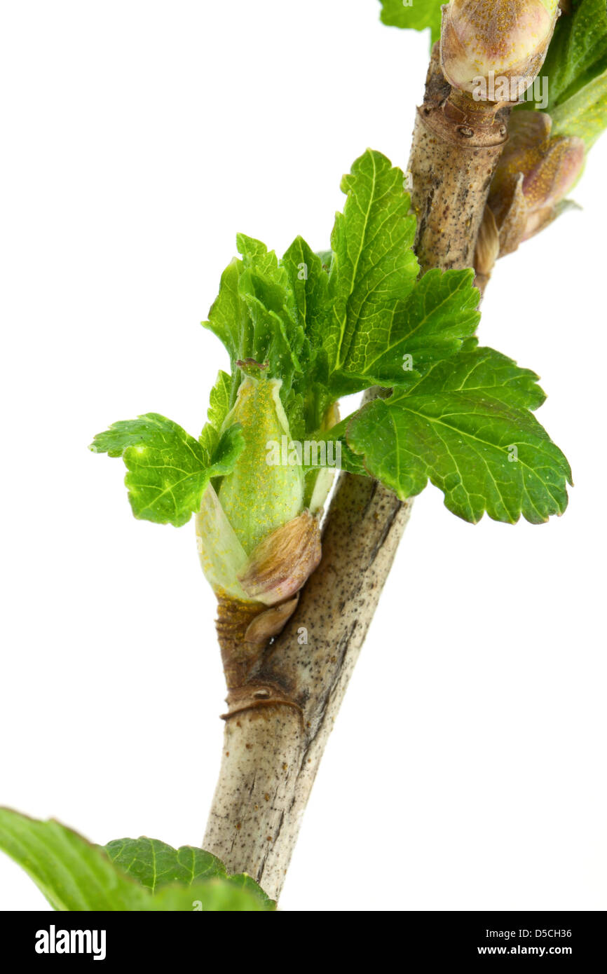 Currant branch hi-res stock photography and images - Alamy