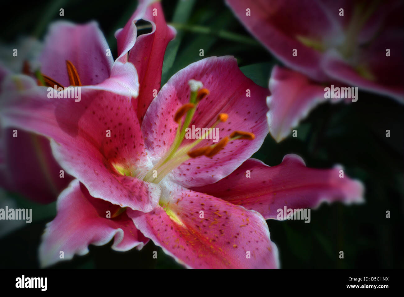 Soft lilies hi-res stock photography and images - Alamy