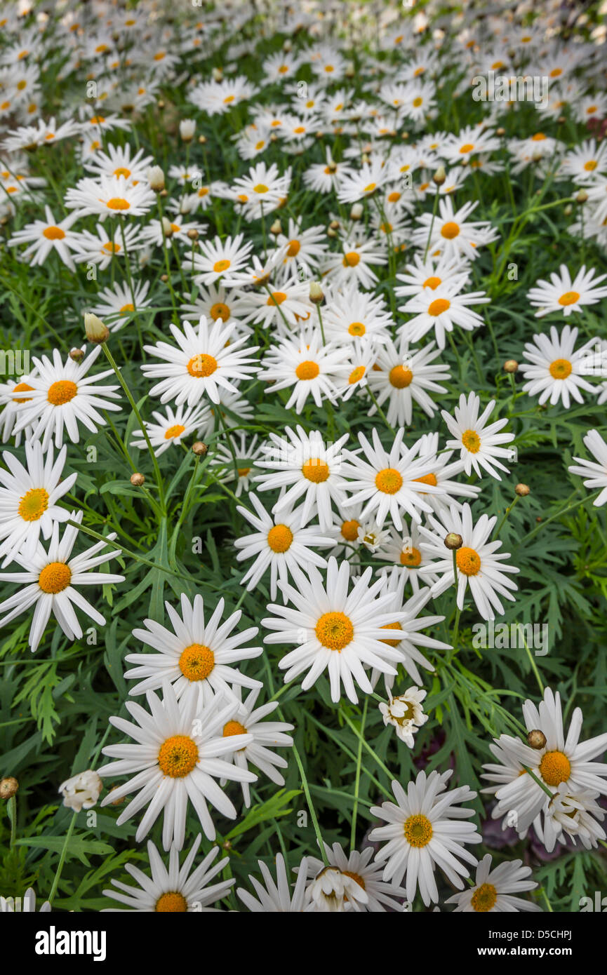Marguerite Daisies Flowers Meadow Stock Photo - Alamy