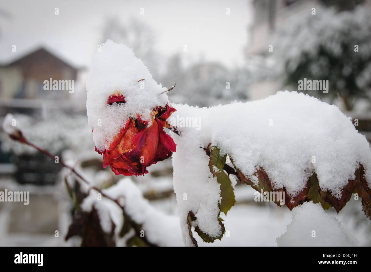 Red roses in the snow hi-res stock photography and images - Alamy